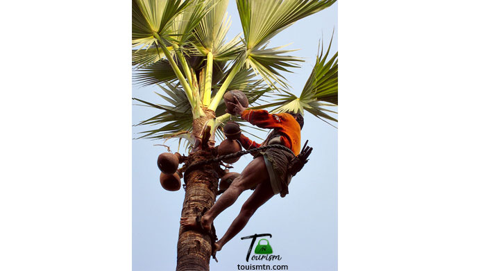 பனைமரத்தின் பயன்கள் மற்றும் மருத்துவ குணங்கள்